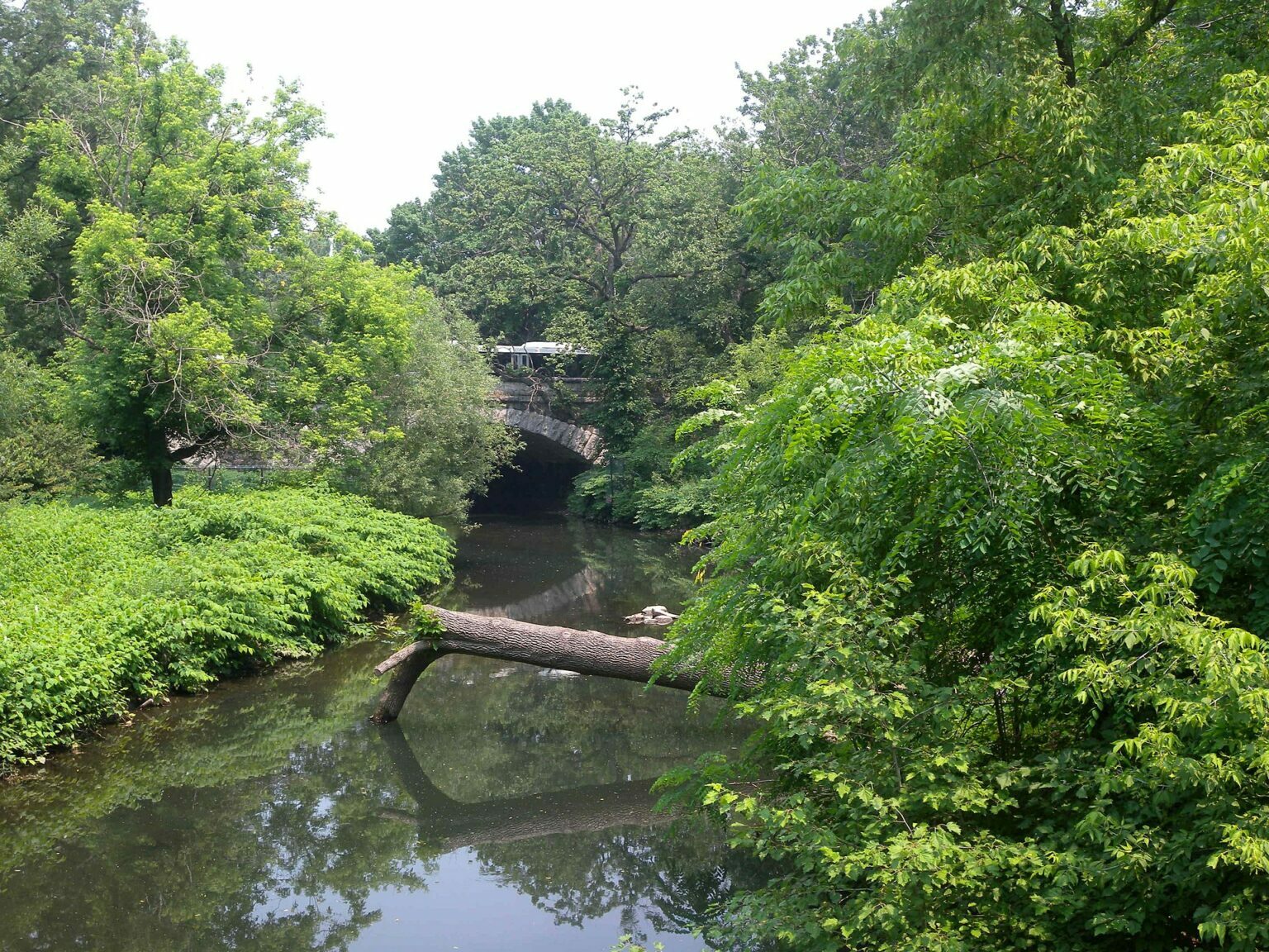 Bronx River Alliance: Bringing New Life to the Bronx River - Great ...